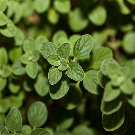 Oregano St Francis Herb Farm