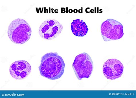 White Blood Cells Stock Photo Image Of Basophil Research