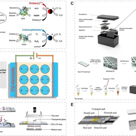 A Ecl Immunosensor Based On A Hemagglutinin Modified Gold Electrode