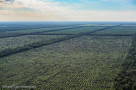 Fundación Greenpeace Argentina Así Se Ve La Deforestación En