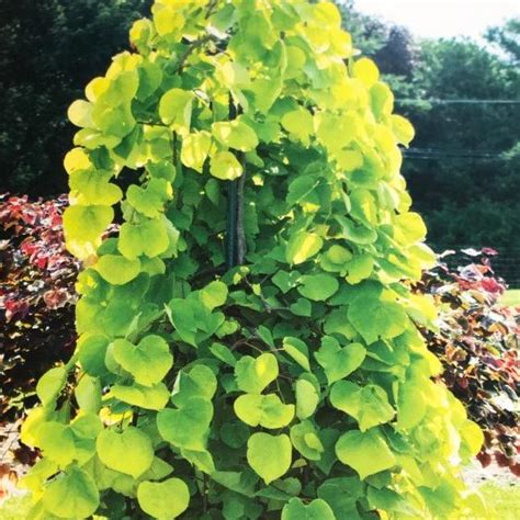 How To Prune And Train A Redbud Tree