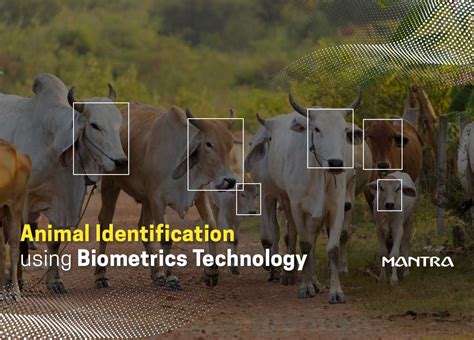 Biometric Identification Technology For Cattle Management