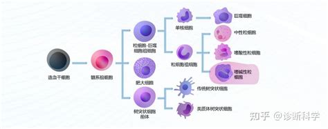 一文读懂嗜碱性粒细胞 知乎