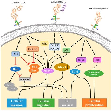 Signaling Pathways Associated With Mesothelin Through Interactions