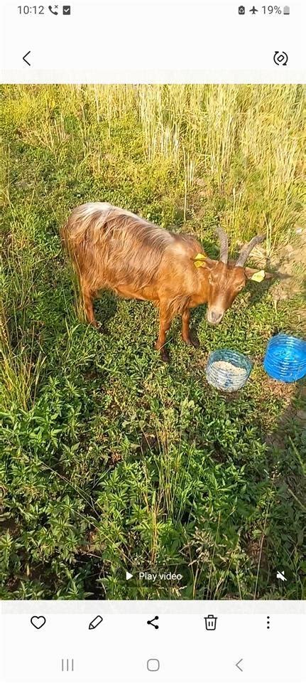 Dhia E Kuqe Eger Prishtinë