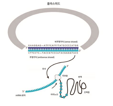 박테리아의 유전자 재조합