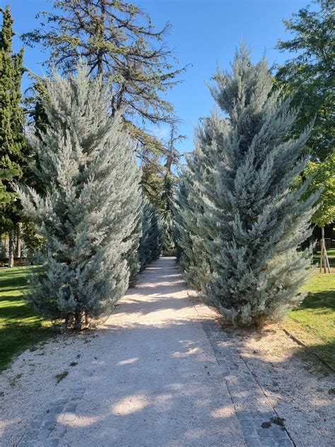 სანერგე სადარი • Nursery Sadari არიზონას კვიპაროსი Cupressus Arizonica Fastigiata 📍