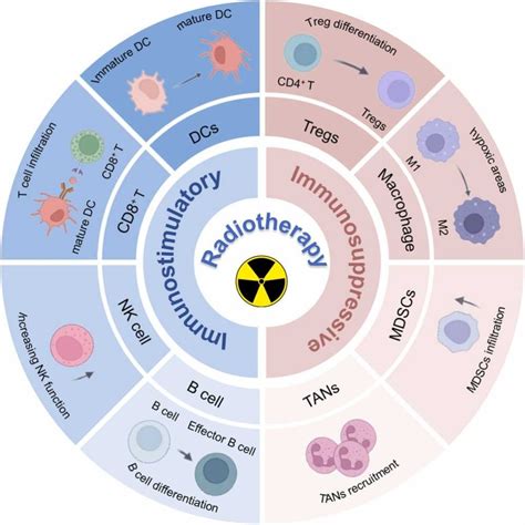 Radiotherapy Activated Tumor Immune Microenvironment Realizing