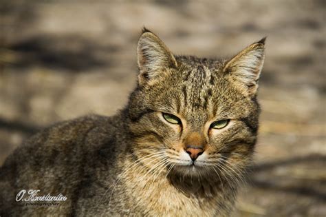 Կենդանիներ