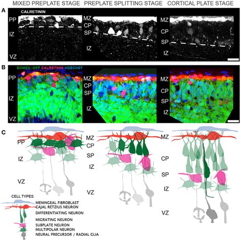 Cellular Events That Contribute To Cortical Layer 6 Formation And Download Scientific Diagram