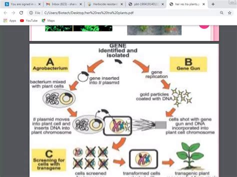 Transgenic Plants Methods Ppt