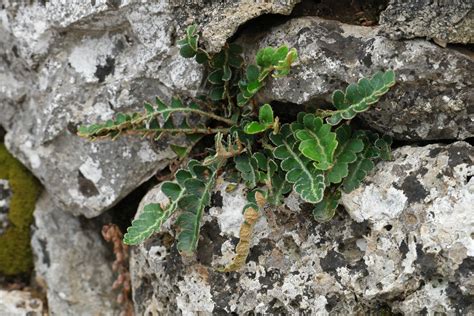 Asplenium Ceterach