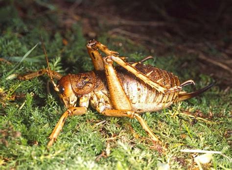 Wetas Giant Weta Tree Weta