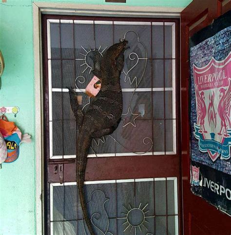 House Monitor Lizard At Antionette Murphy Blog
