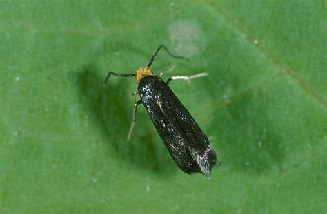 Maple Leaf Cutter Bug