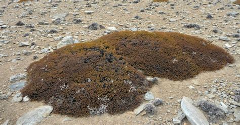 Stress Or Strain Gradient Hypothesis