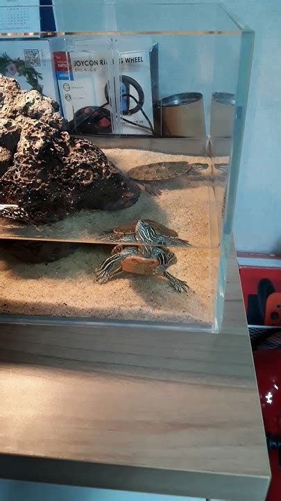 [감상용] 귀여운 거부기 Youtube