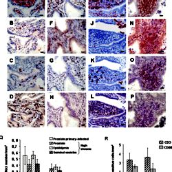 Characterization And Semi Quantitative Analysis Of Immune Response In The Infected Reproductive