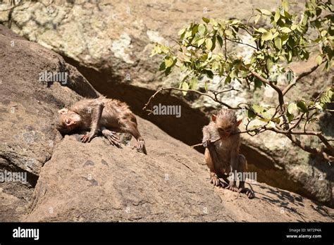 Monkeys Playing Monkeys Jumping Water Hi Res Stock Photography And Images Alamy