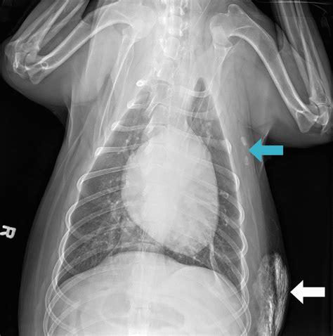 Lymph Node Mapping In Primary Care Practice Todays Veterinary Practice