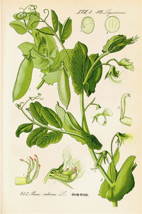 Gregor Mendel Pea Plants