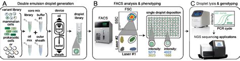 Sdde Facs Workflow A Cell Or Dna Variants Of Interest Are Loaded