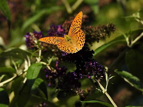 보라색 꽃 위에 앉아 있는 나비 사진 Unsplash의 무료 슈바르첸베르알레 이미지