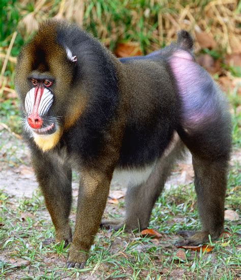 Mandrill Buttocks