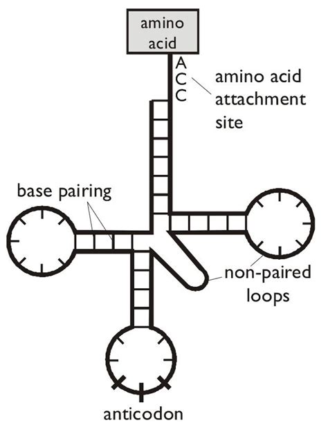 Parts And Functions Of An Analog Clock Diagram