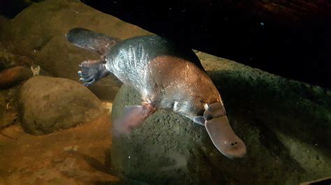 15 Platypus Facts That Will Blow Your Mind Sightseeing Scientist 15 Platypus Facts That Will Blow Your Mind Sightseeing Scientist