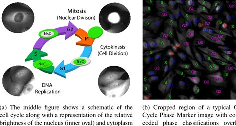 Figure 12 1 From Automated Spatio Temporal Cell Cycle Phase Analysis Based On Covert Gfp Sensors