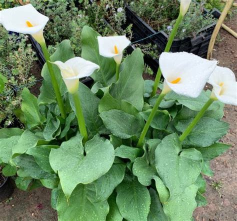 Plantas De Cala Lirio De Agua Zantedeschia Aethiopica Tog