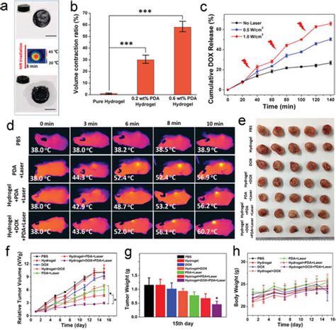 Tailoring The Swelling‐shrinkable Behavior Of Hydrogels For Biomedical