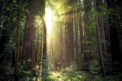Forest Health Grants Cal Fire