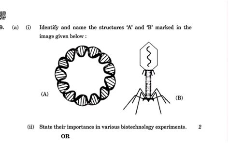 a i identify and name the structures a and b marked in the im
