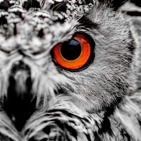 Owl Eyes Wallpapers Music Hq Owl Eyes Pictures 4k Wallpapers 2019