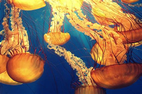 37 Fascinating Facts About Jellyfish From Glowing Blobs To Ancient