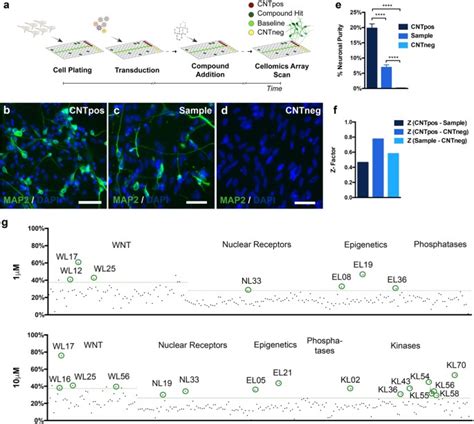 Small Molecules Increase Direct Neural Conversion Of Human Fibroblasts Scientific Reports