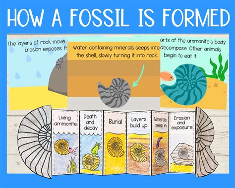 How A Fossil Is Formed Printable Craft Activity And Sequencing Cards Pdf Etsy