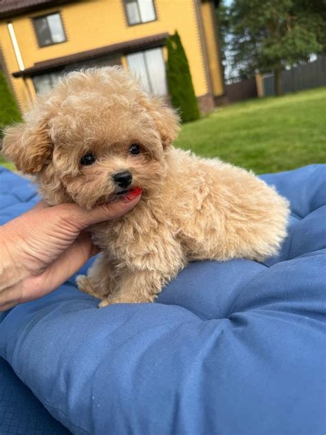 Teacup Poodle Puppies Near Me