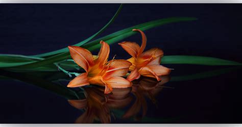 Ester Campbell Henry Ocala