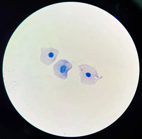 Oil Immersion Microscope Images Libres De Droit Photos De Oil