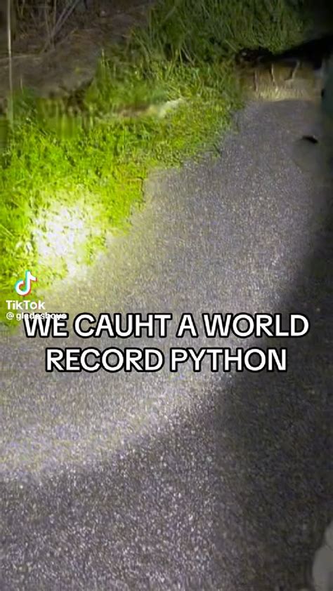 Breaking News Worlds Largest Python Caught This Weekend In Florida Breaking News Worlds Largest Python Caught This Weekend In Florida