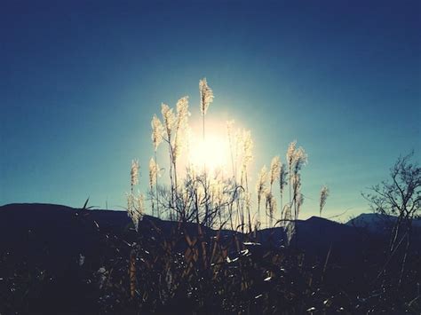 Premium Photo Backlit Tall Grass