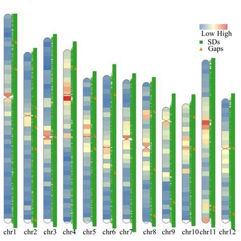 Pdf Gapless Indica Rice Genome Reveals Synergistic Effects Of Active