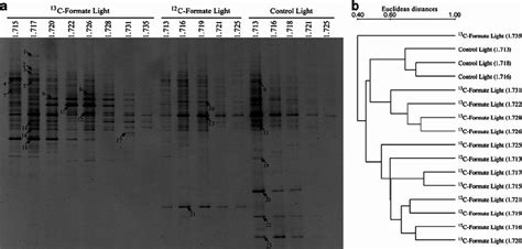 Pcr Dgge Fingerprinting Profile Of Eukaryotic 18s Rrna Genes A And