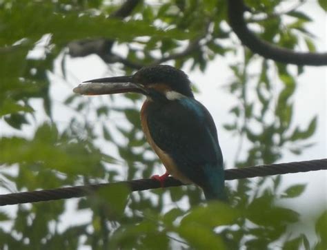カワセミ・メスの求愛給餌？ 善福寺公園めぐり