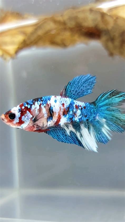 Female Halfmoon Marble Koi Galaxy Multicolor Betta Fish Rare Betta
