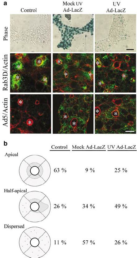 Ad Modulation Of CCH Stimulated Release Of Protein And B Hexosaminidase Download Scientific