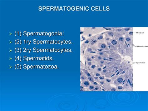 Microscopic Structure Of The Male Genital Organs Ppt Download